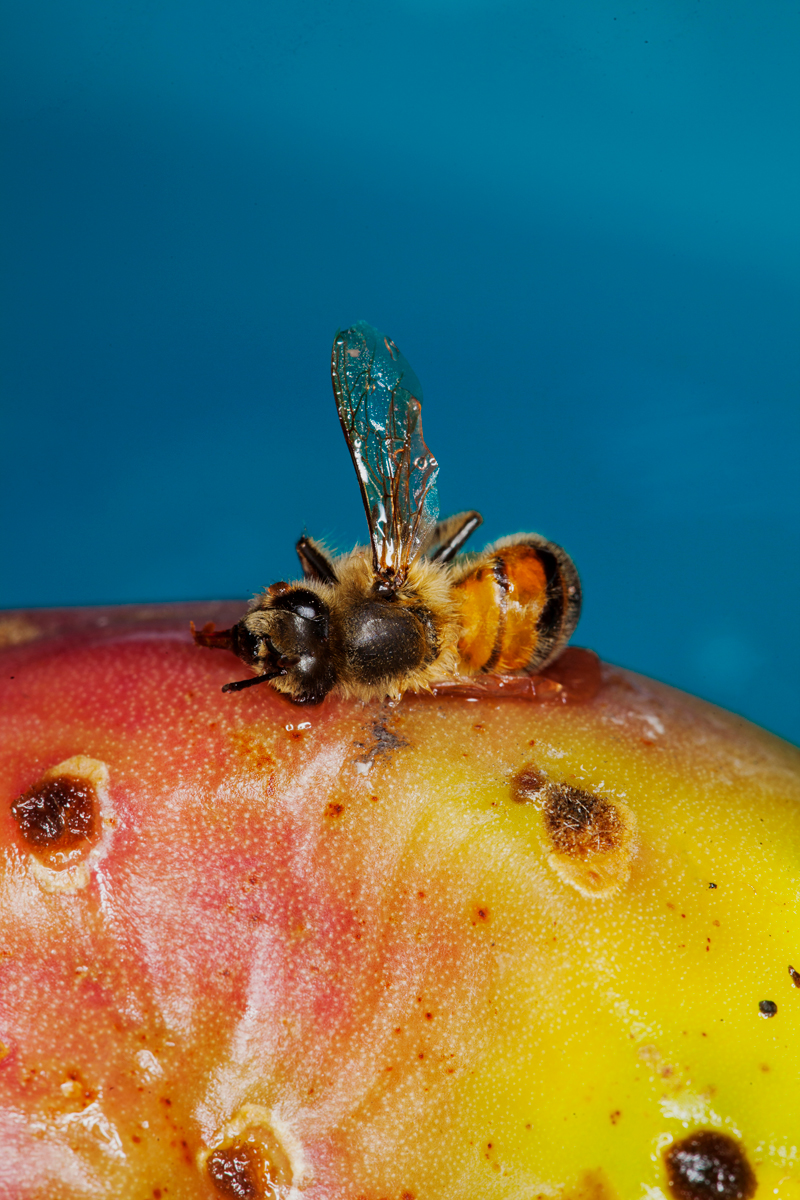 L'alimentation vue par les photographes de Fisheye