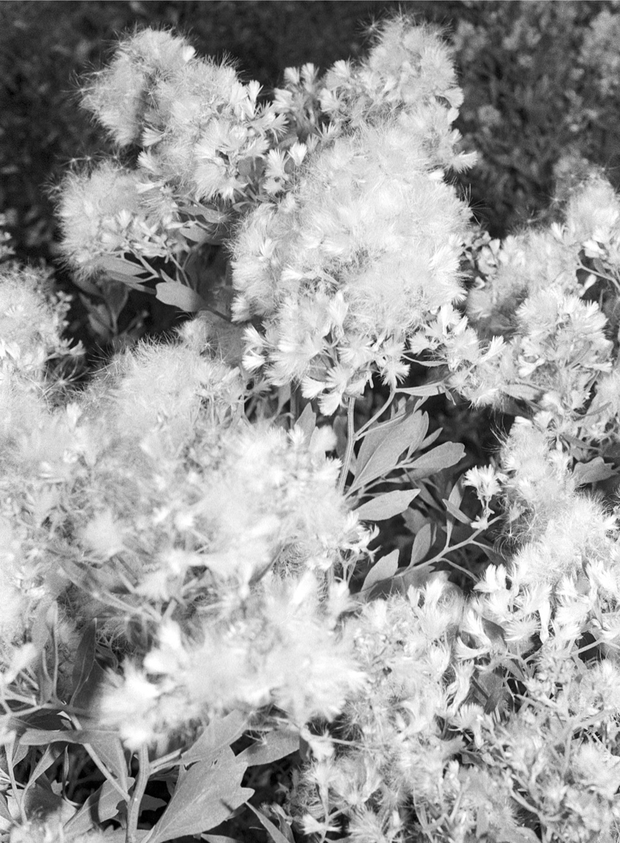 Rolling Paper #5 : Pauline Alioua ou la vie fragile